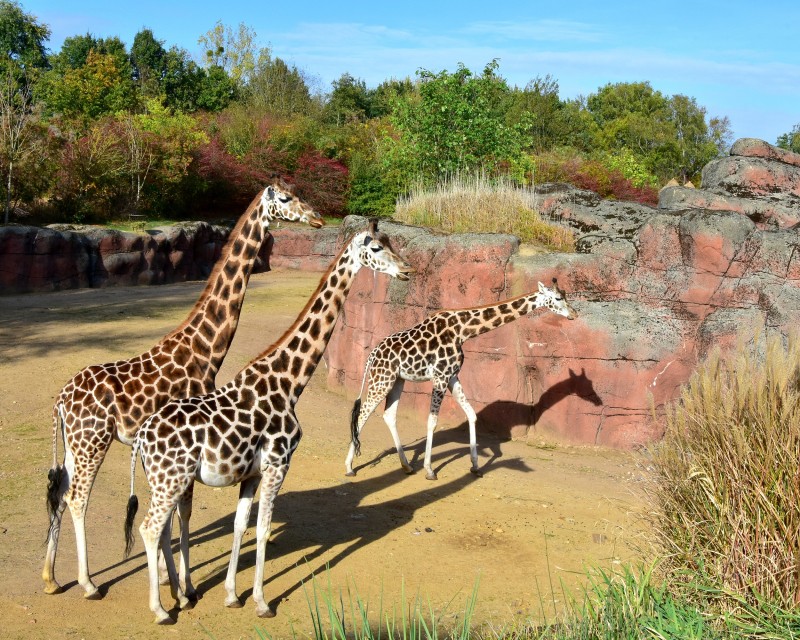 Deze dierentuinen vind je op anderhalf uur rijden vanaf Eindhoven